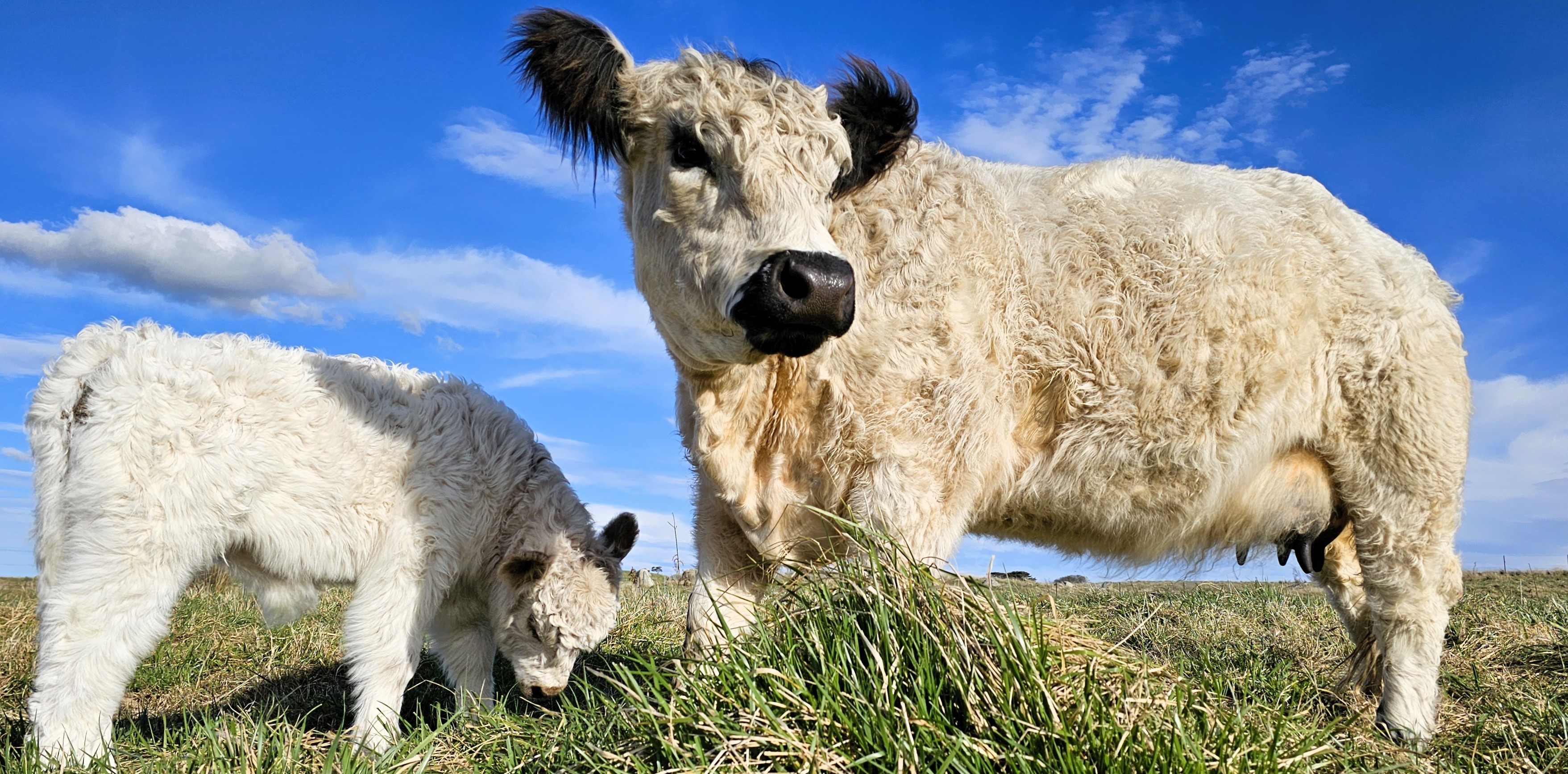 Home - Miniature Cattle Traditional Galloway