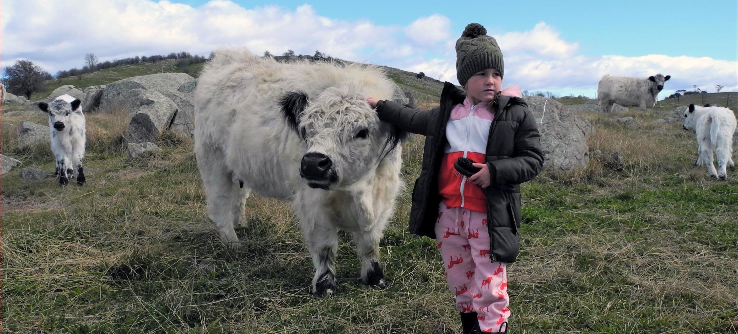 Home - Miniature Cattle Traditional Galloway